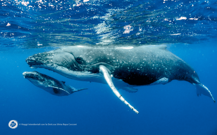 La balena e i denti molli! – Viaggi Interdentali