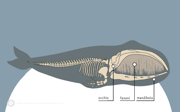 La balena e i denti molli! – Viaggi Interdentali